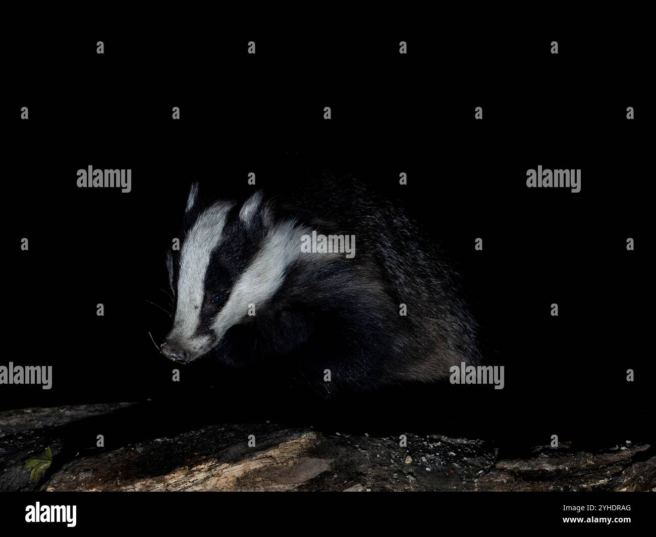 An adult female badger feeding at night time, UK Stock Photo - Alamy