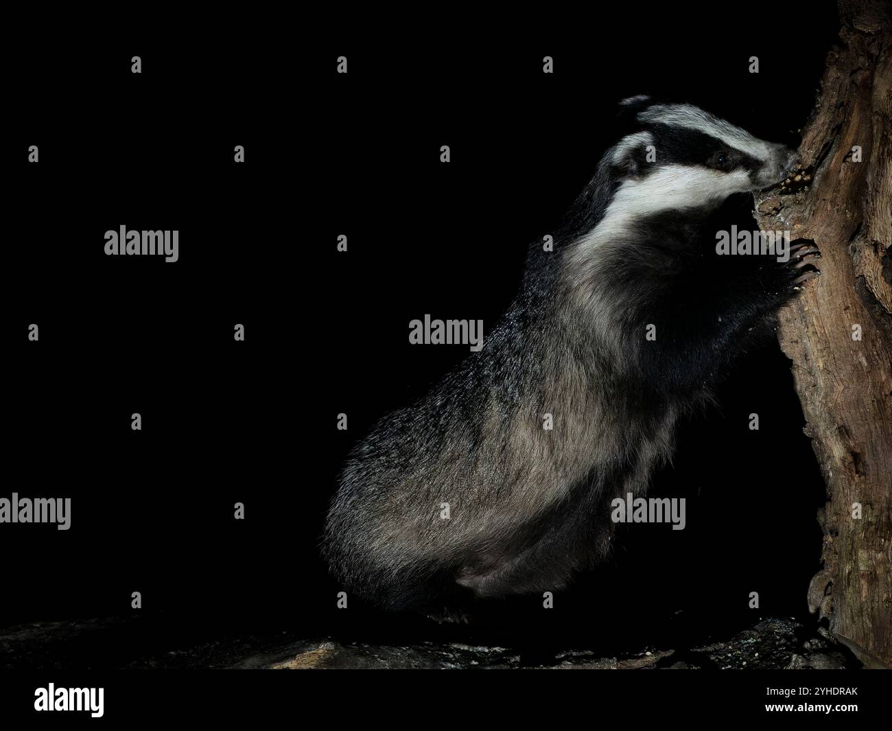 An adult female badger feeding at night time, UK Stock Photo - Alamy