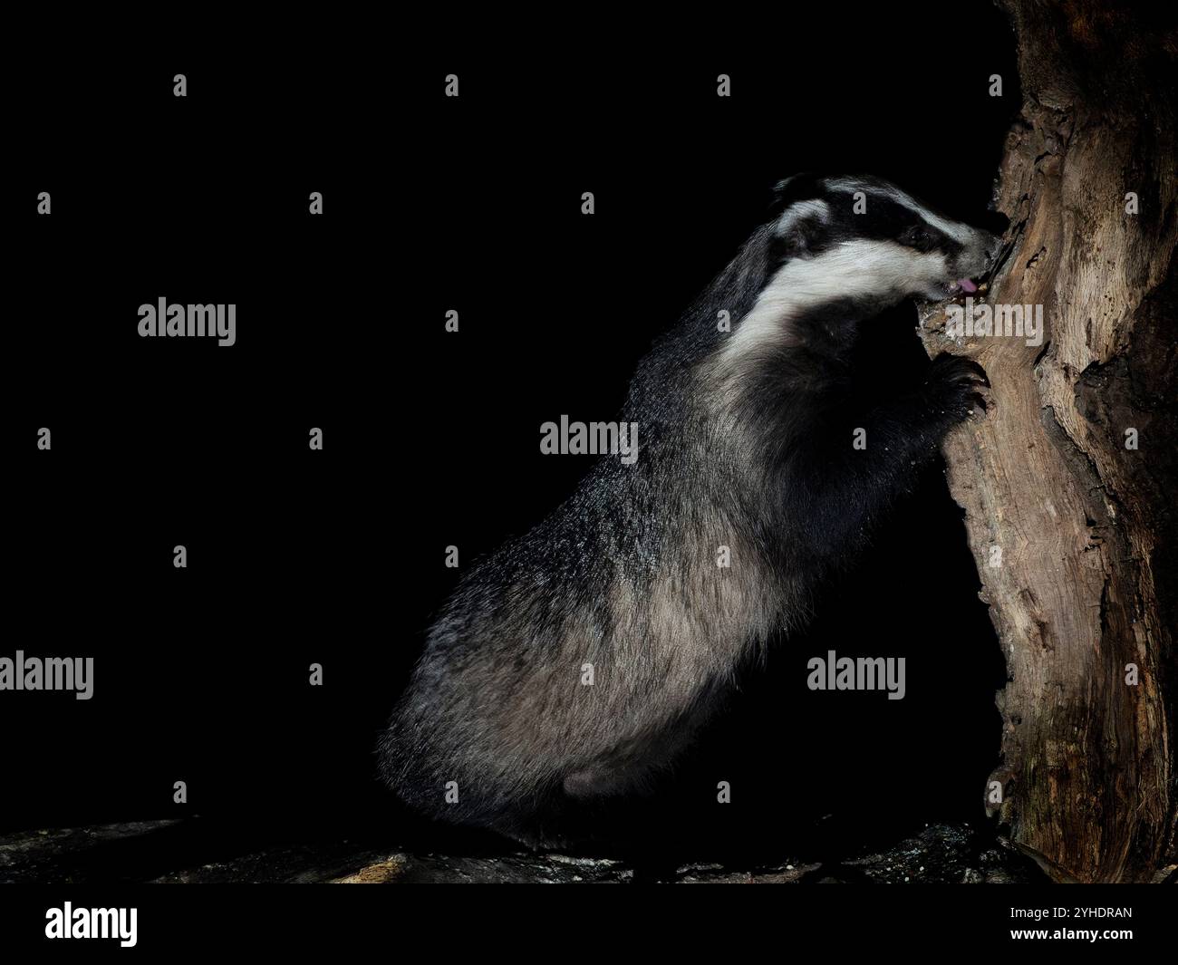 Female badger hi-res stock photography and images - Alamy