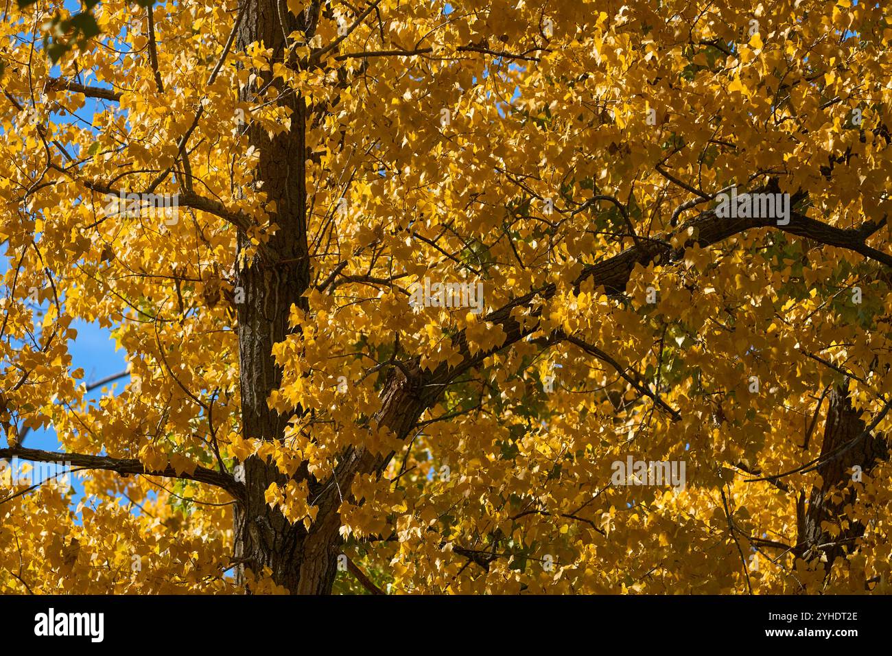 Poplar tree with vibrant golden leaves in the mid autumn Stock Photo ...