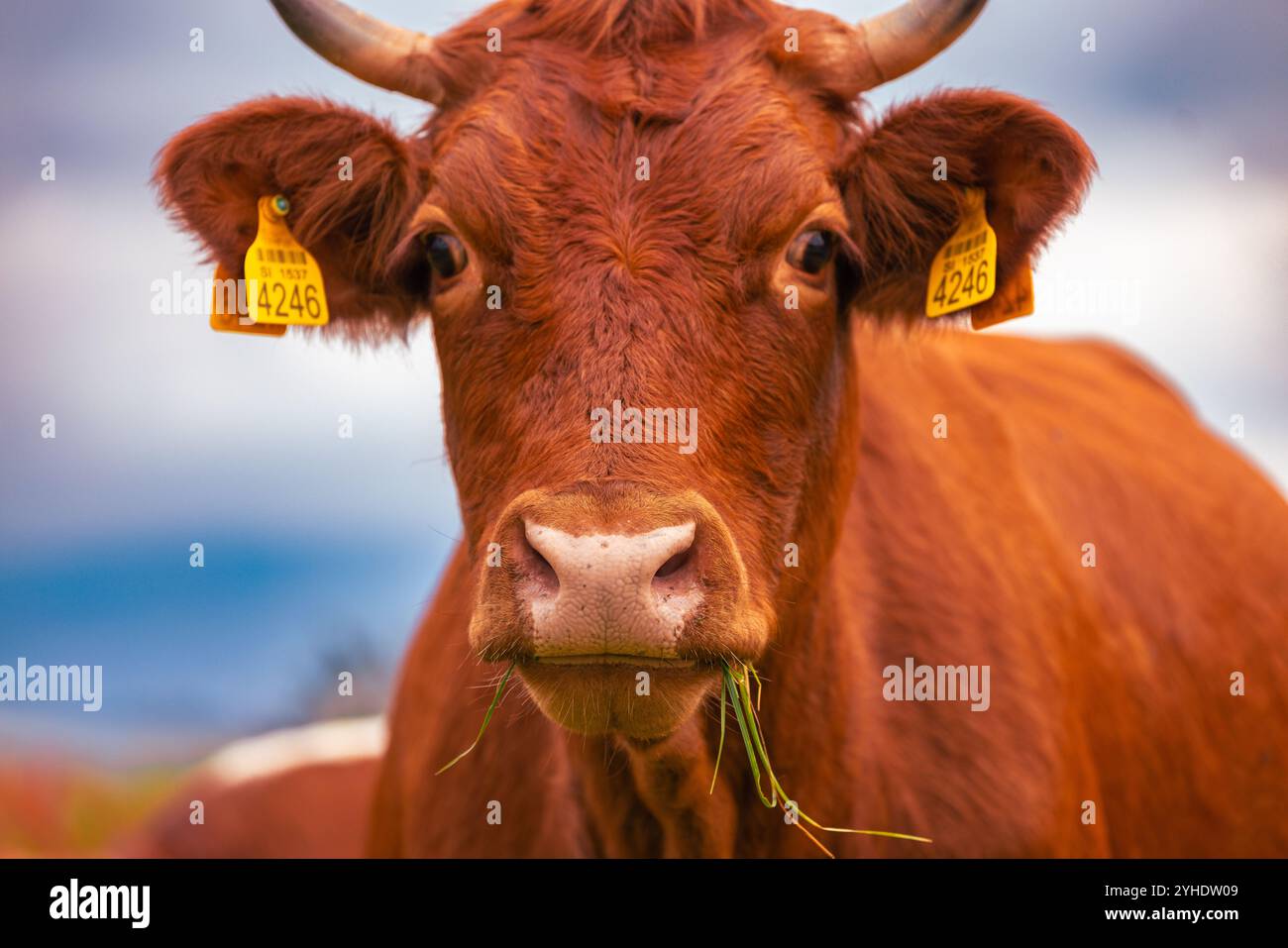 Close up dairy cow eating hi-res stock photography and images - Alamy