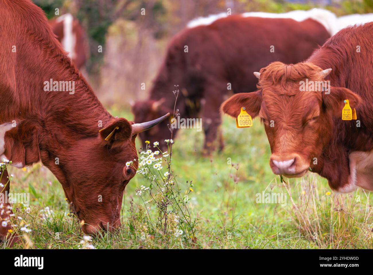 Eco lifestyle scene brown hi-res stock photography and images - Alamy