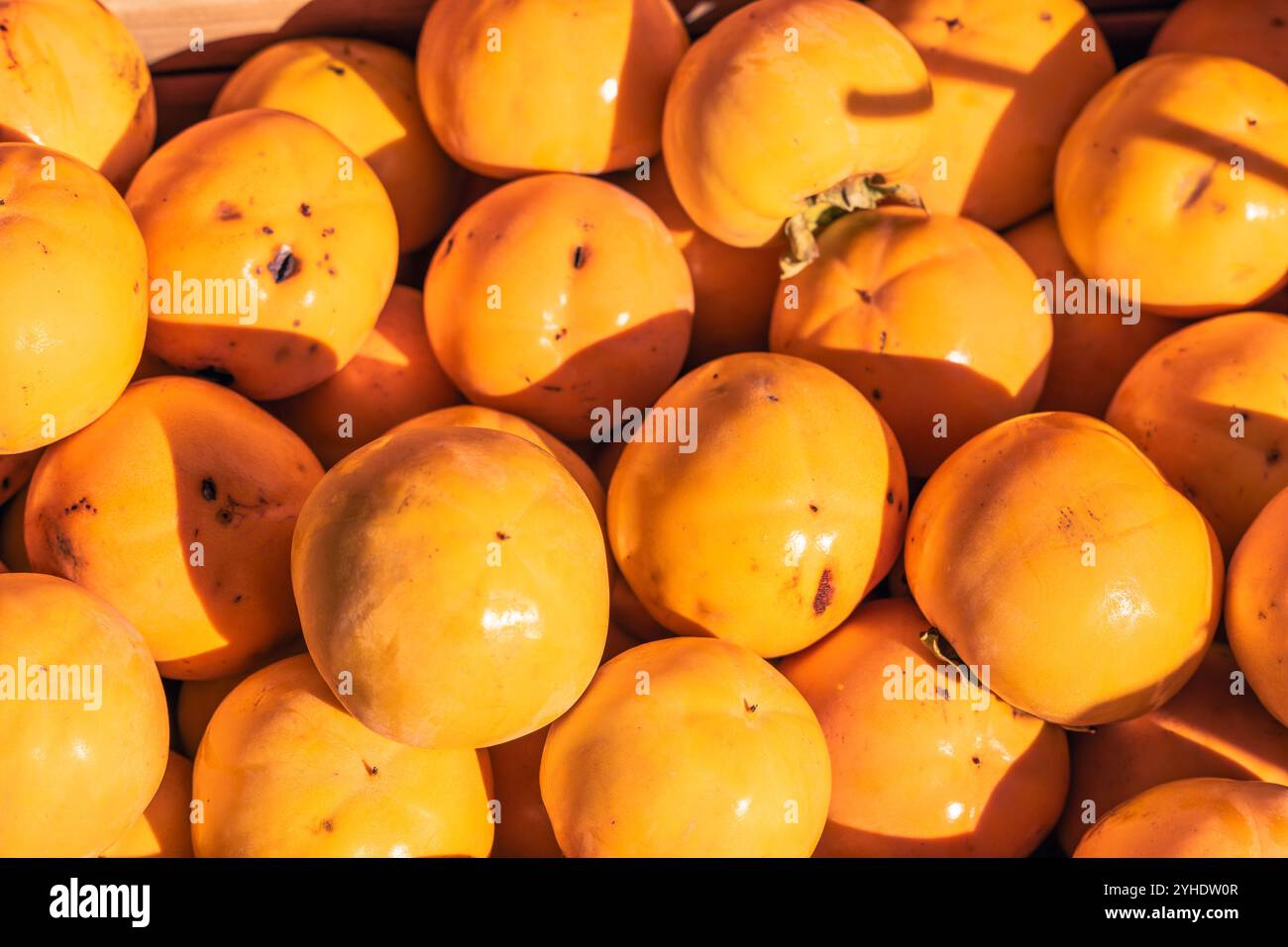 Fresh Persimmons in Warm Sunlight Stock Photo - Alamy