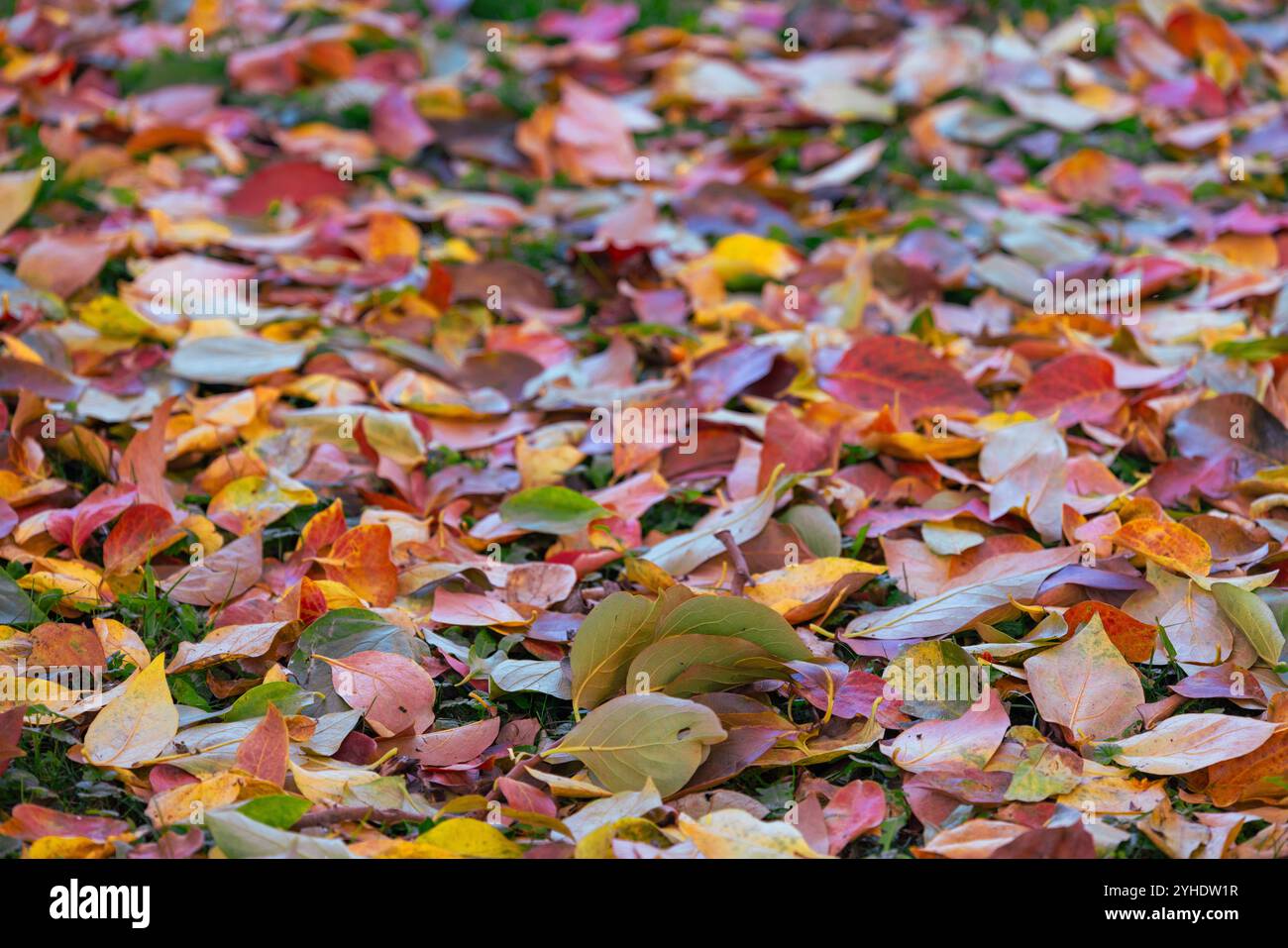 Vibrant outdoor textures hi-res stock photography and images - Alamy