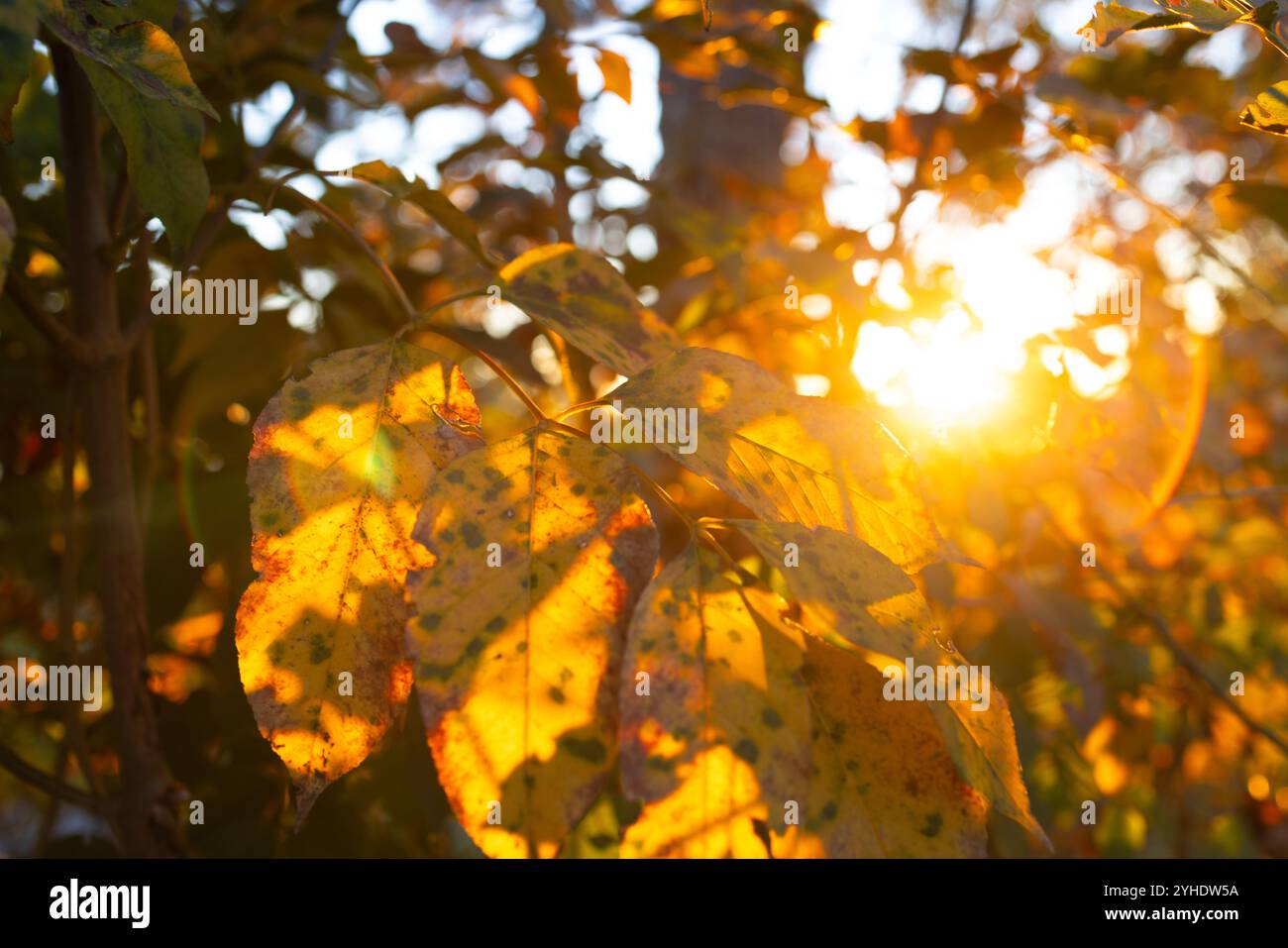 Trees backlit golden sunlight hi-res stock photography and images - Alamy