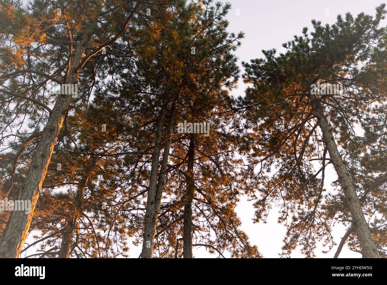 Tall Pine Trees in Golden Hour Light Stock Photo - Alamy