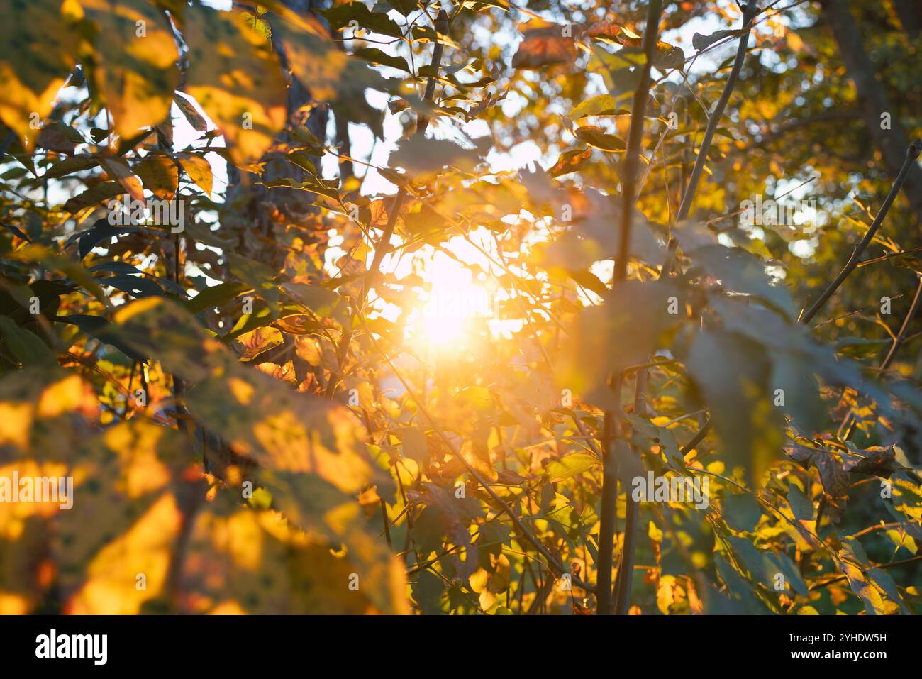 Light streaming through the leaves and branches hi-res stock ...
