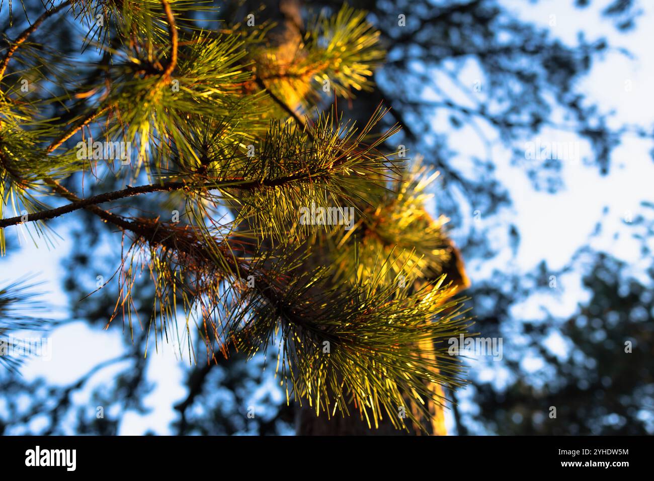 Lush green forest canopy sunlight hi-res stock photography and images - Alamy