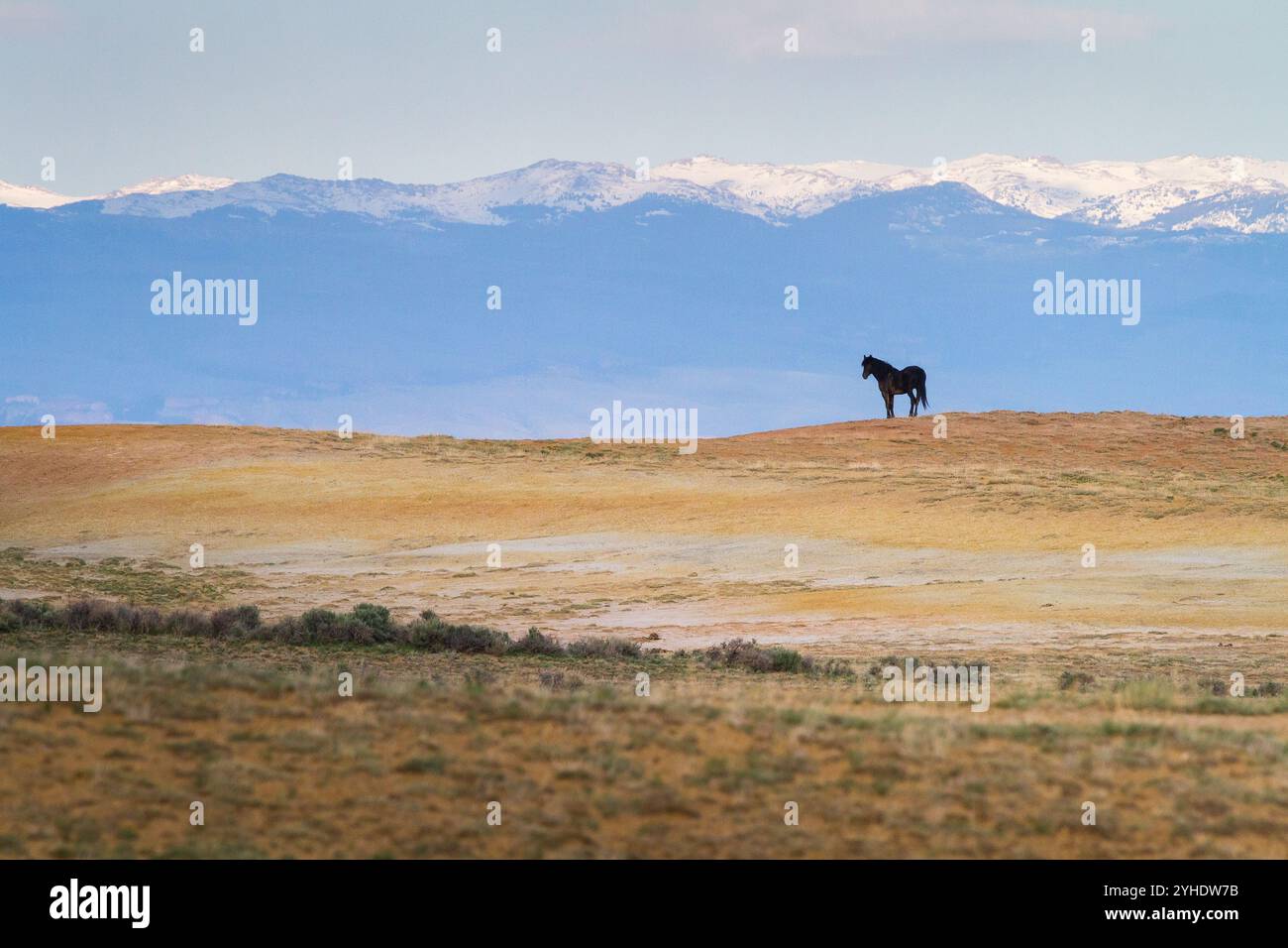 A wild stallion stands on a badlands hill in front of the Bighorn ...