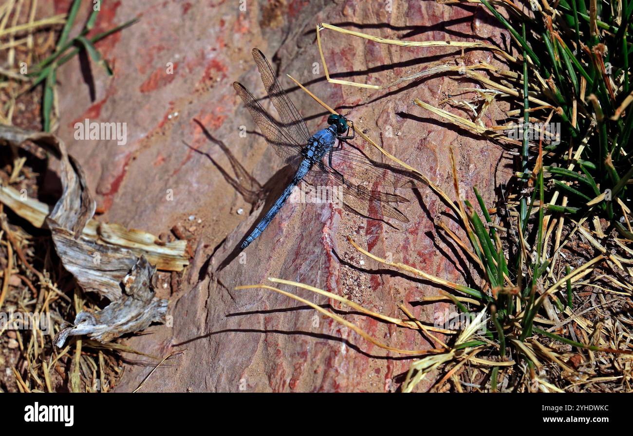 Blue dragonfly resting on a pink rock, Tilos Island, Dodecanese Greek ...
