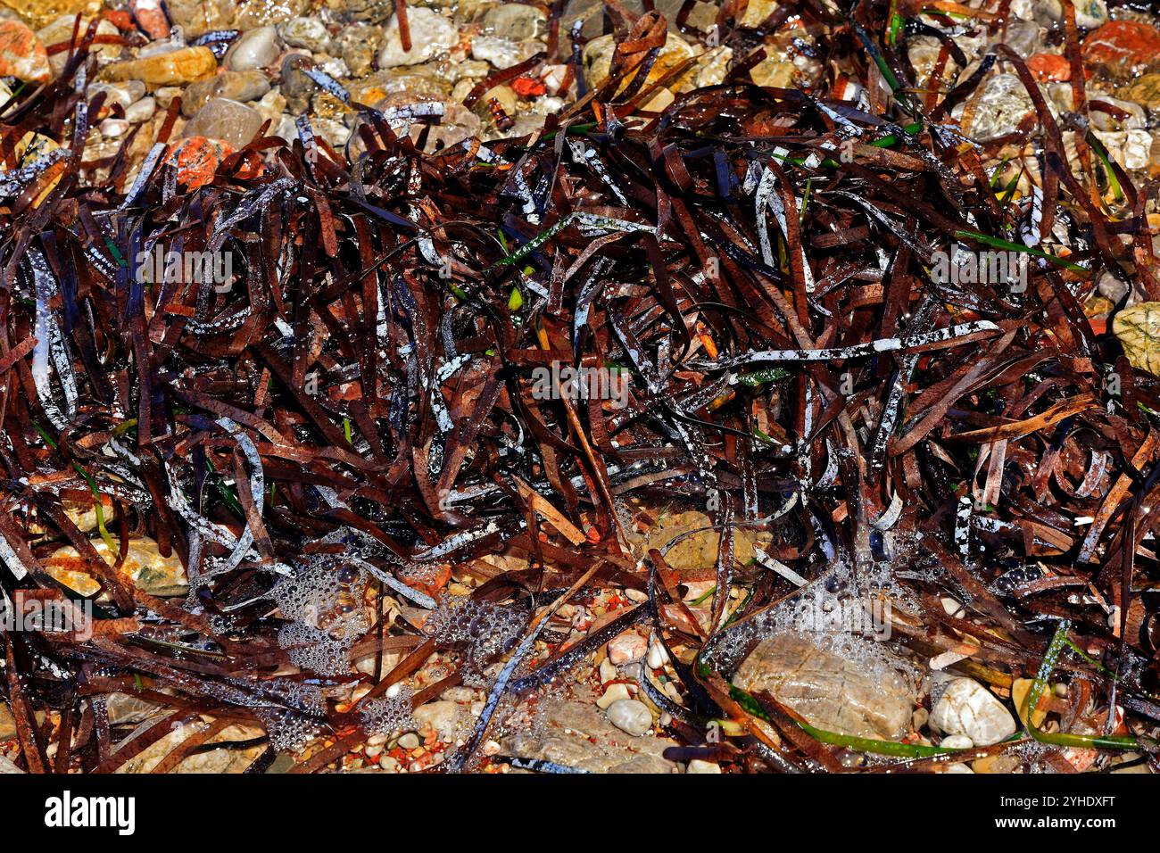 Posidonia oceanica - Neptune grass or Mediterranean tapeweed washed up ...