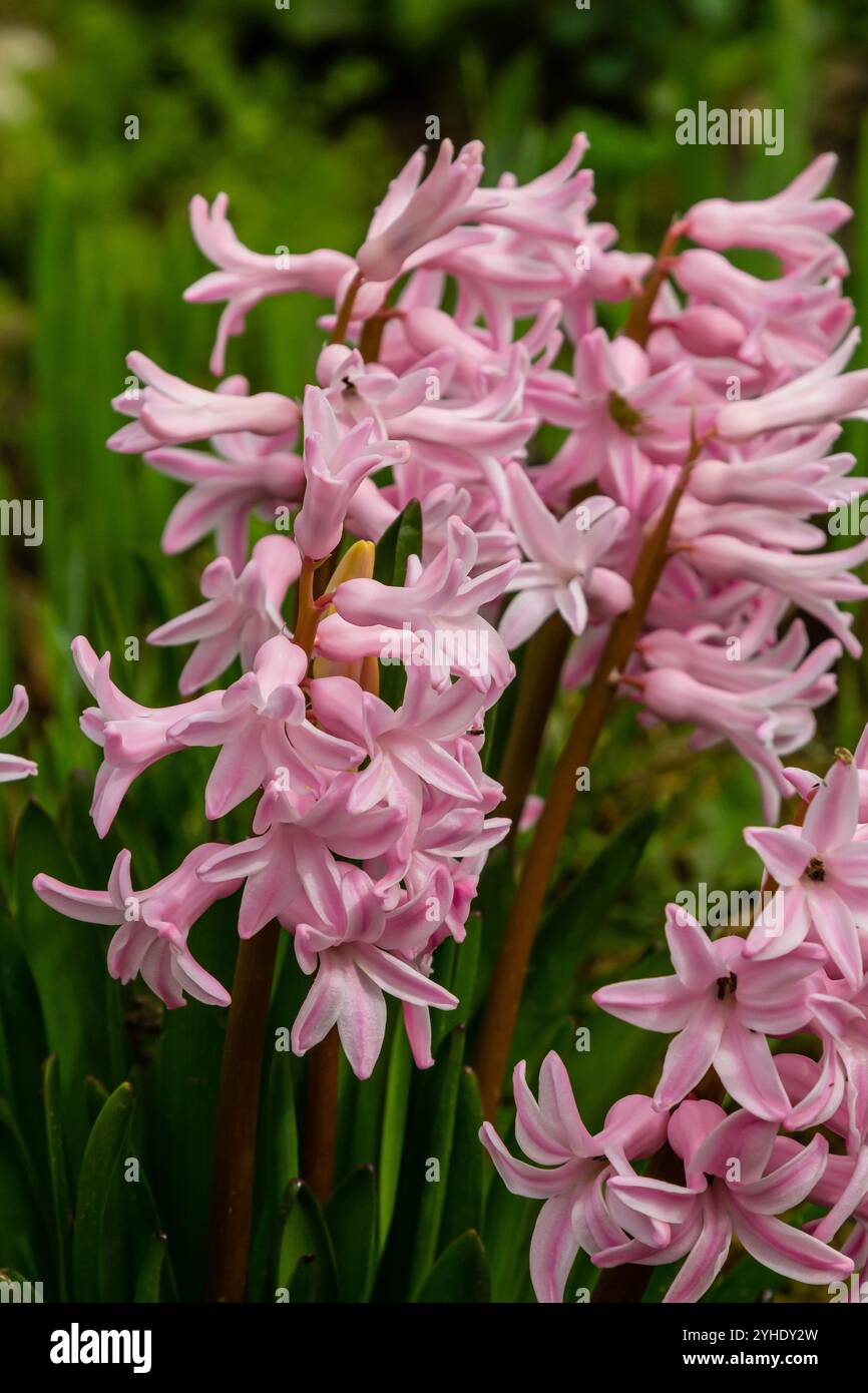 Pink Hyacinthus in a garden. Traditional spring flower Stock Photo - Alamy