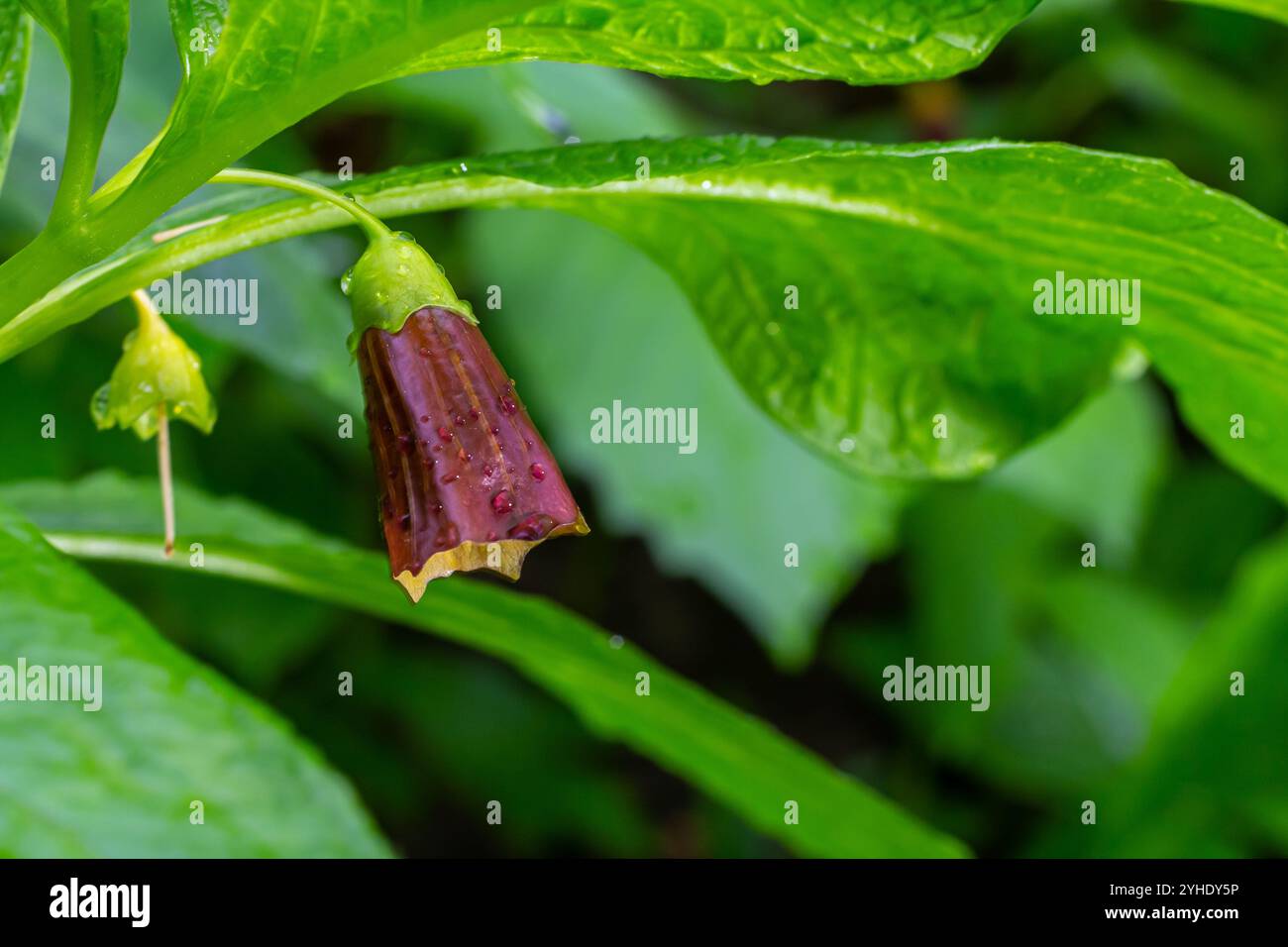 Scopolia carniolica, the European scopolia or henbane bell, is a ...