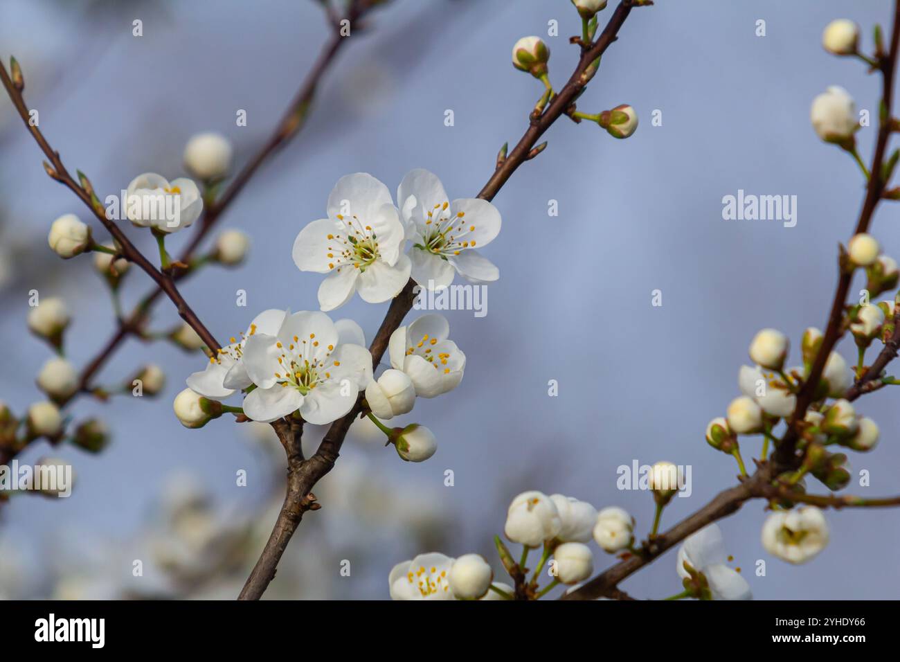 Prunus Cerasifera Blooming white plum tree. White flowers of Prunus ...