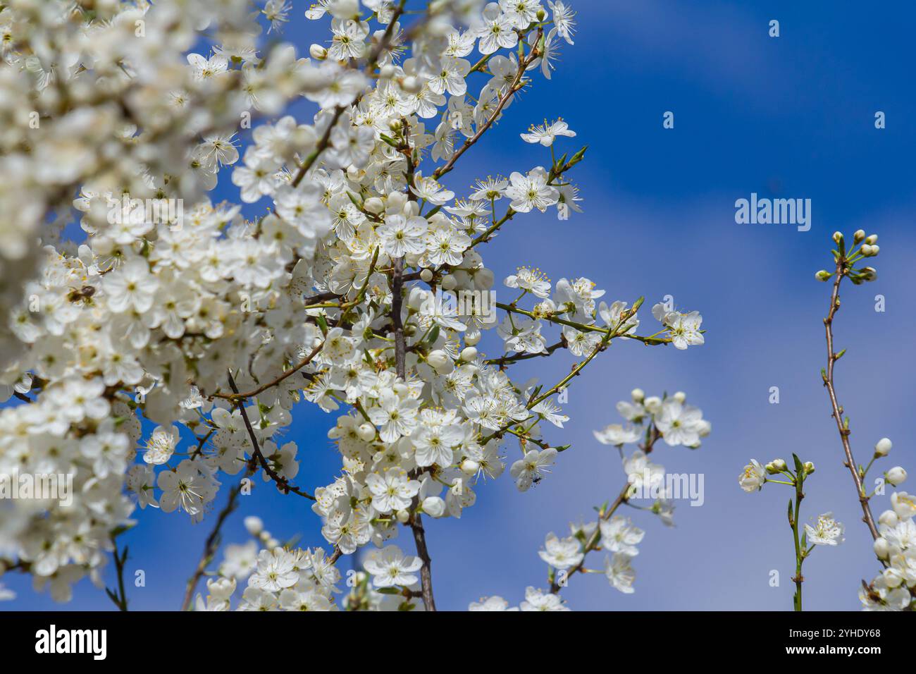 Prunus Cerasifera Blooming white plum tree. White flowers of Prunus ...