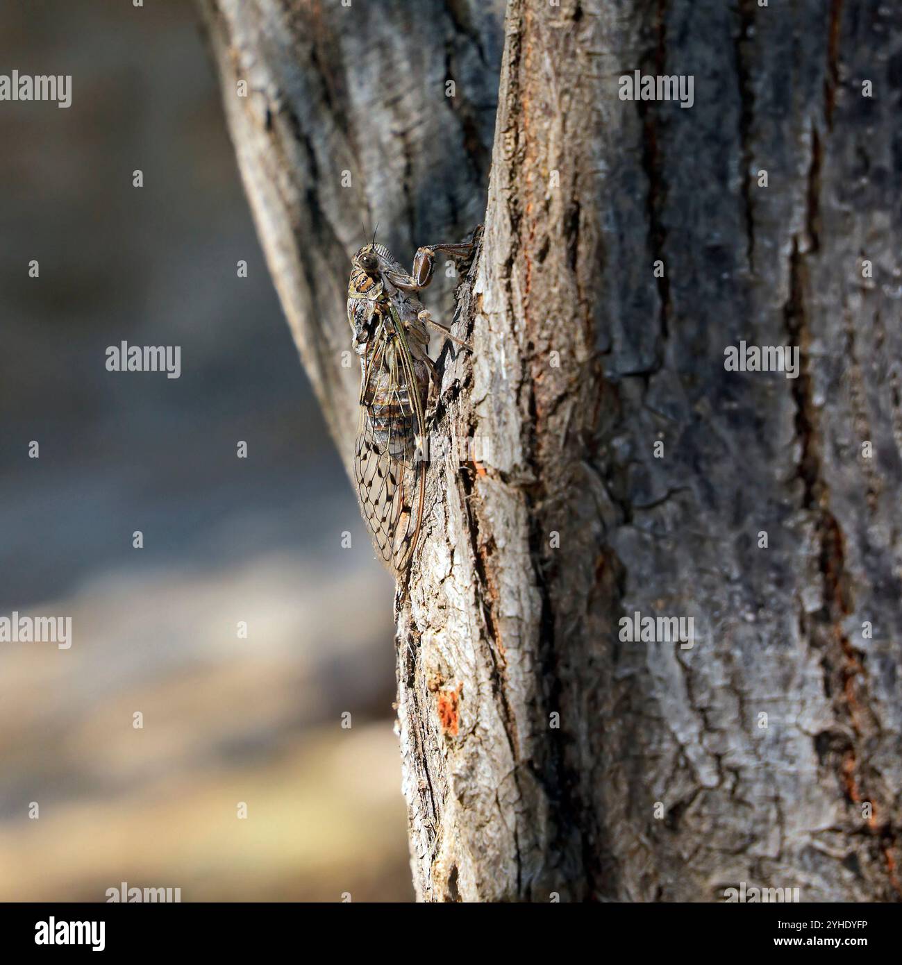 Cicada on a tree, Tilos island, Dodecanese island group. Greece Stock ...