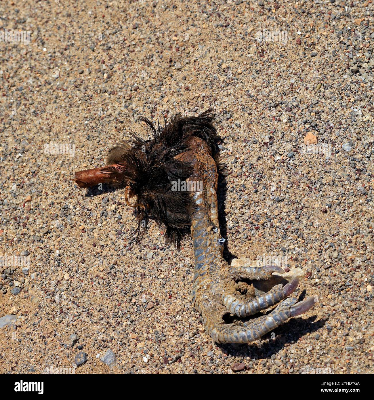 Amputation amputated hi-res stock photography and images - Alamy