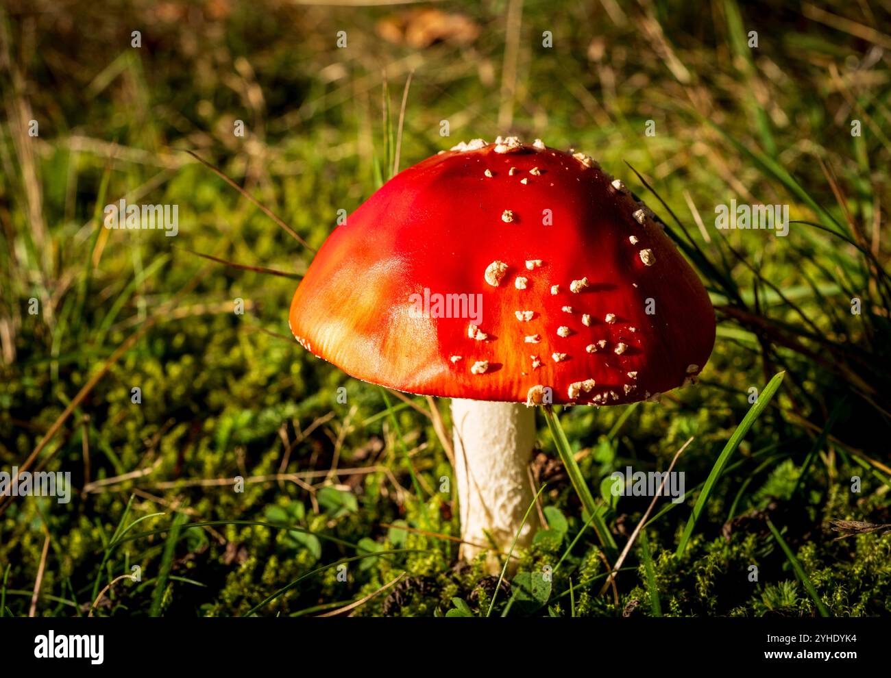 Amanita genus hi-res stock photography and images - Alamy