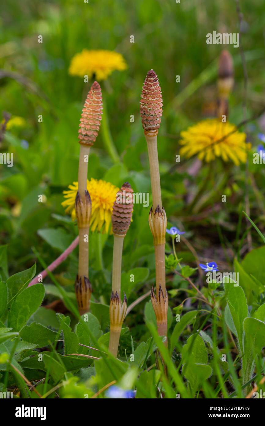 Equisetum arvense, the field horsetail or common horsetail, is an ...
