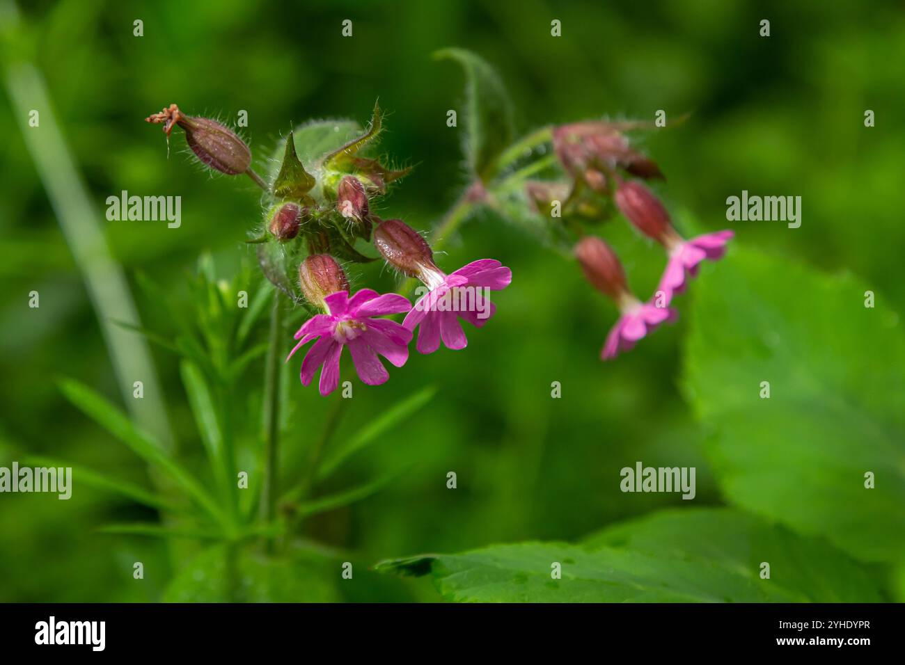 Silene dioica Melandrium rubrum, known as red campion and red catchfly ...