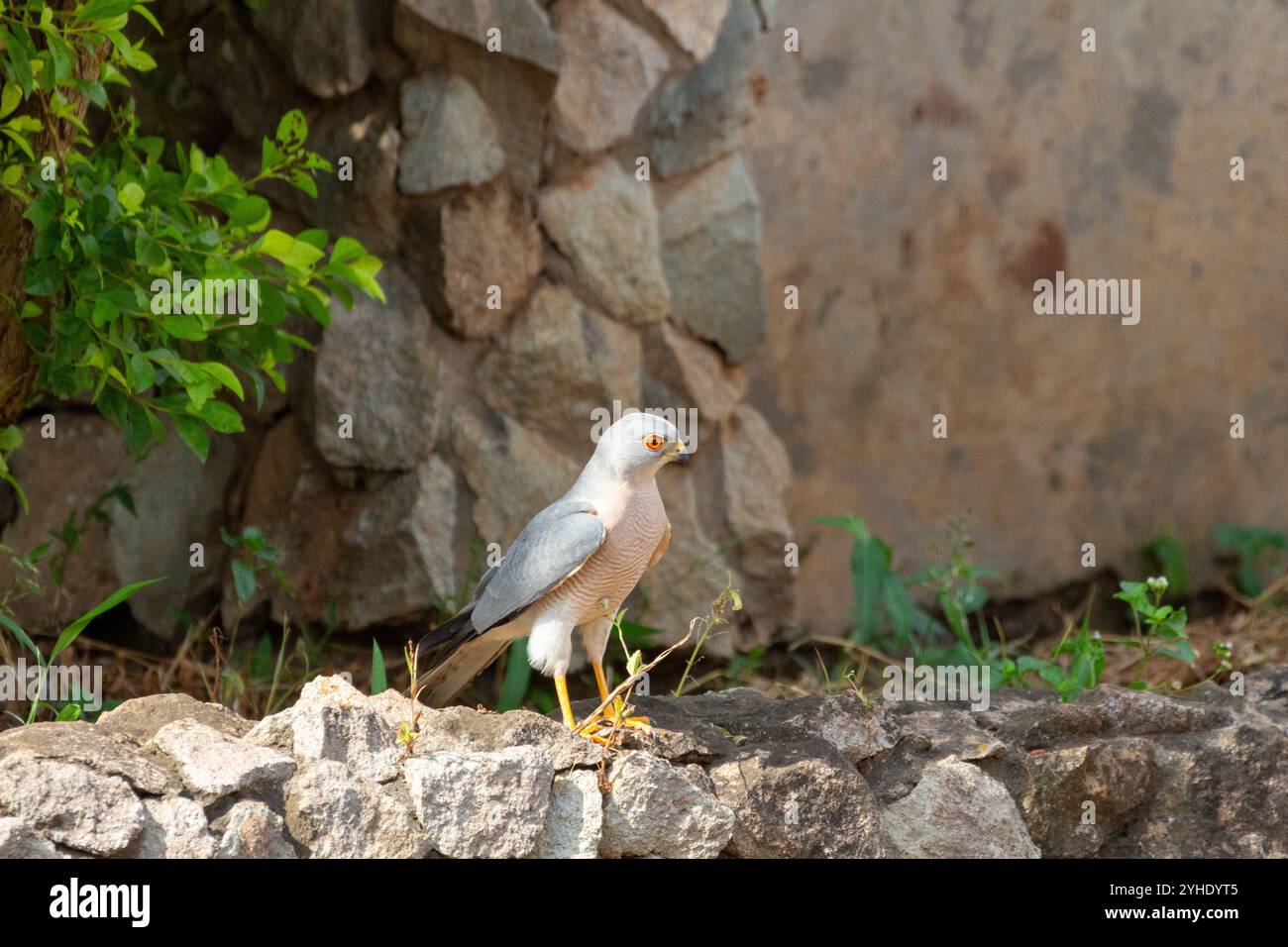 African bird prey wildlife wings hi-res stock photography and images ...