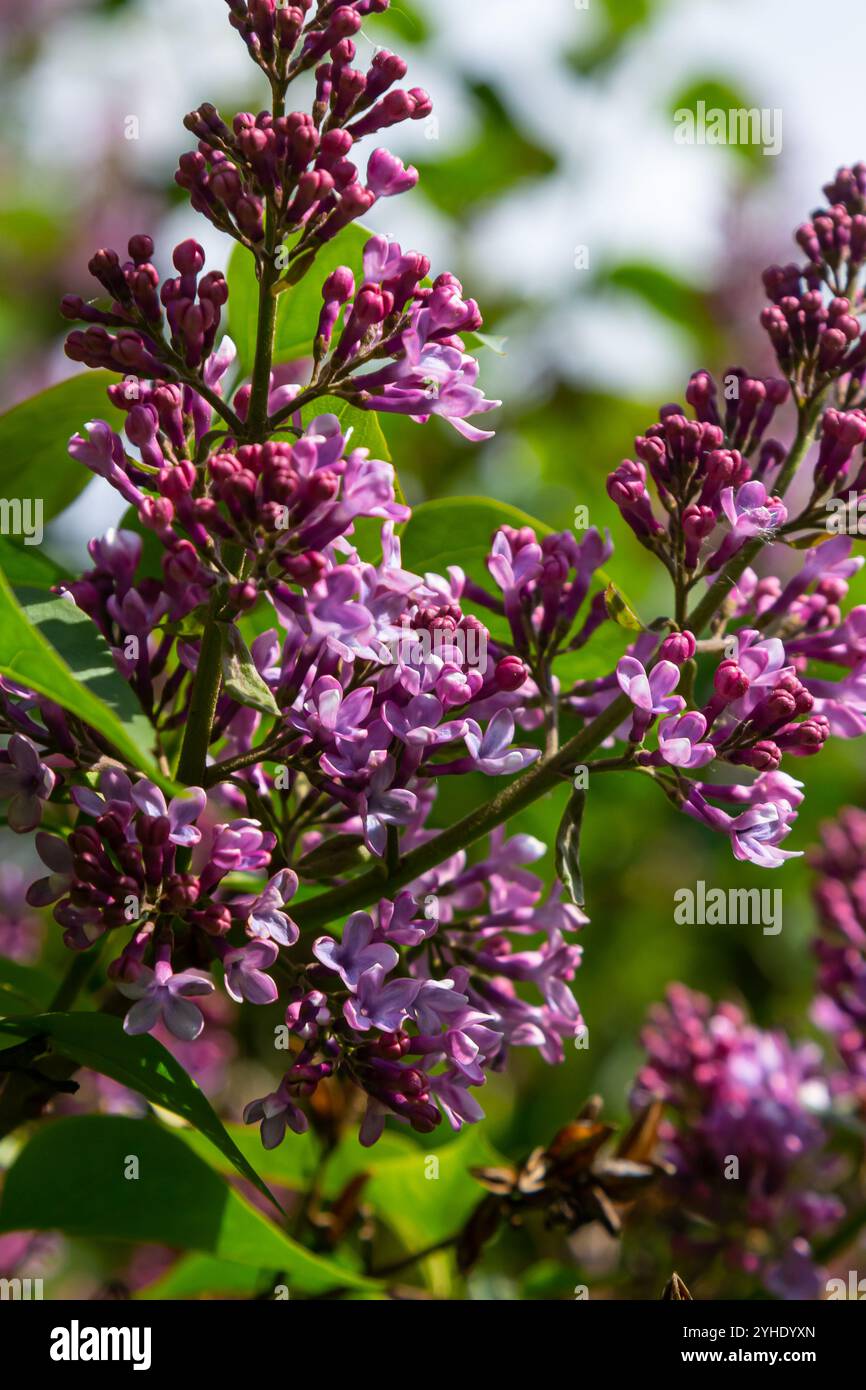 Common purple lilac syringa vulgaris hi-res stock photography and ...