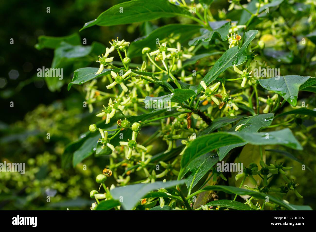 Flowering European spindle tree, Euonymus europaeus, flowering plant ...