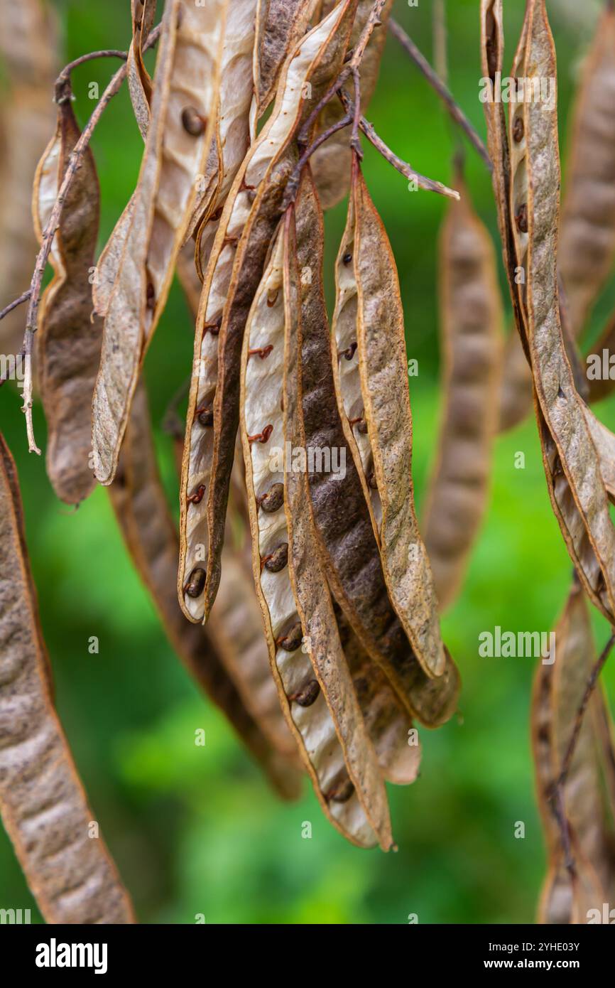 Robinia pseudoacacia, commonly known as black locust with seeds Stock ...