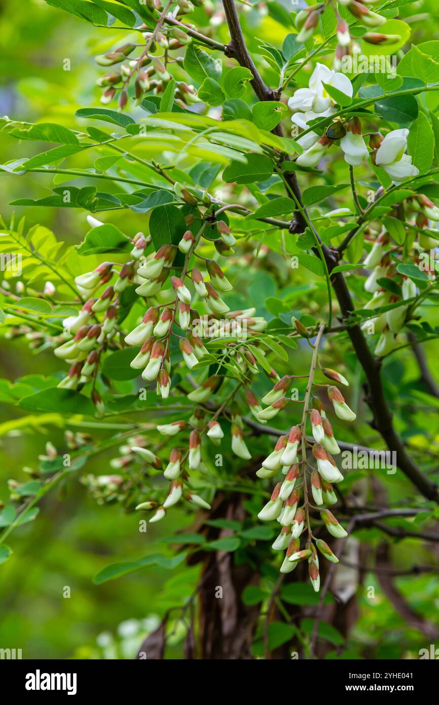 Robinia pseudoacacia, commonly known as black locust with seeds Stock ...