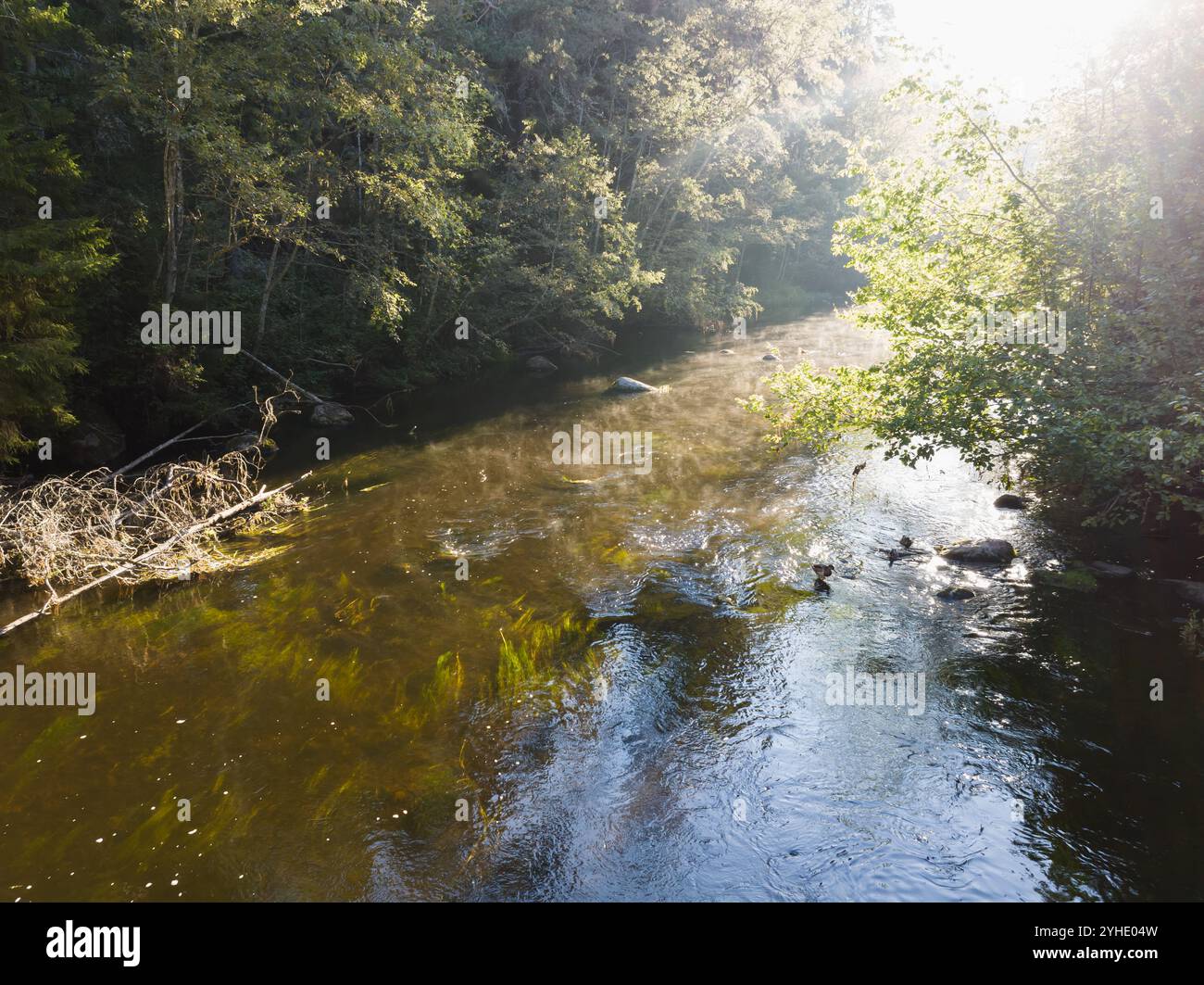 Nature of Estonia in autumn. Ahja river flowing through forest during ...