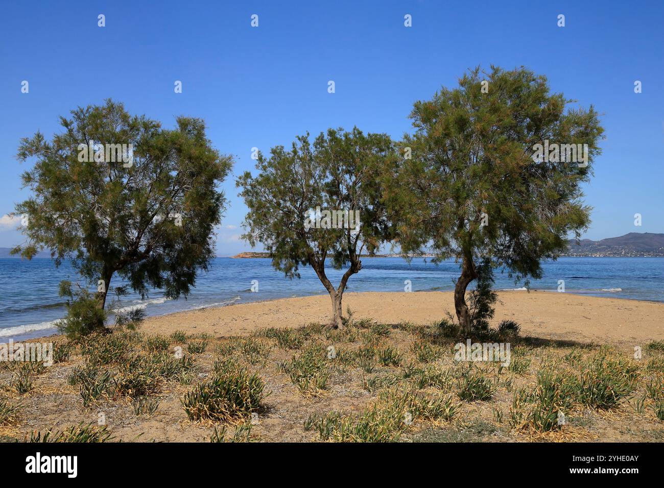 Tamarix tamarisk tree trees hi-res stock photography and images - Alamy