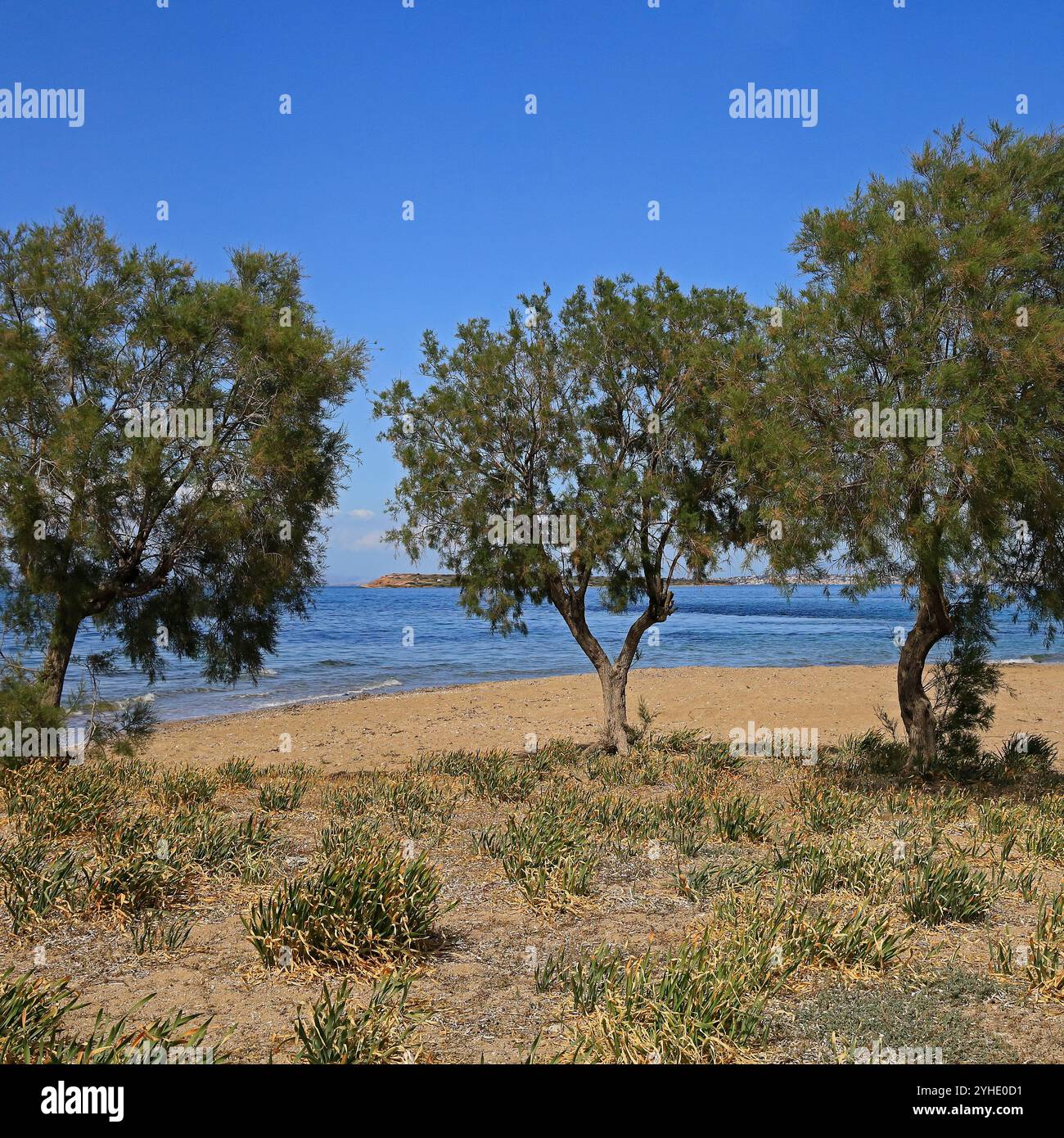 Taray tree hi-res stock photography and images - Alamy