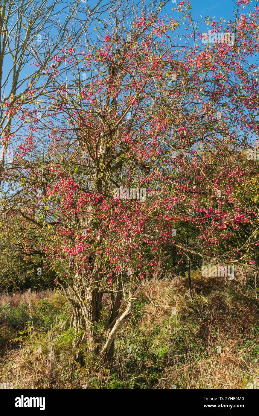 Spindle tree (Euonymous europaeus) bearing autumnal fruit ...