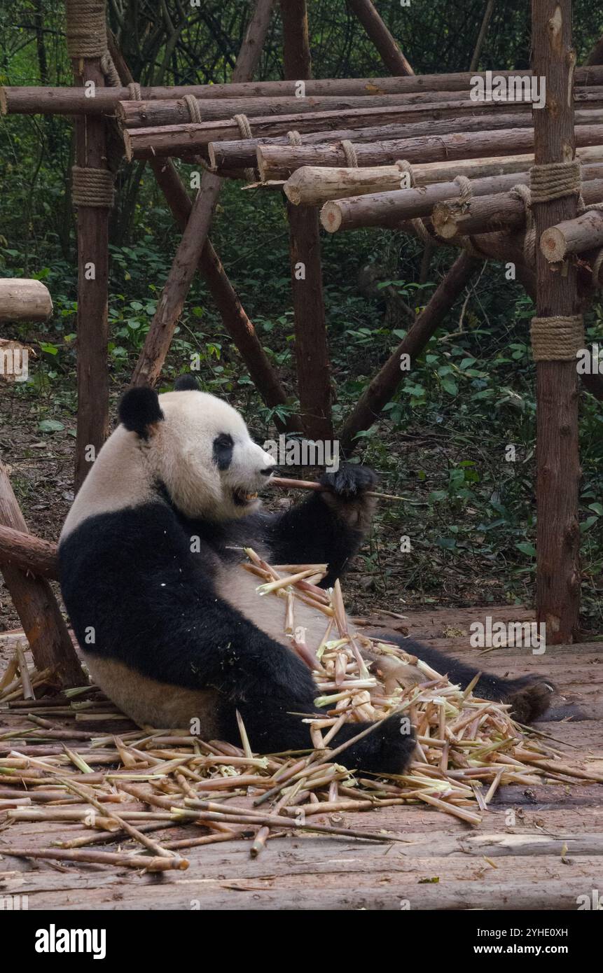 Chengdu Research Base of Giant Panda Breeding, Chengdu, Sichuan ...