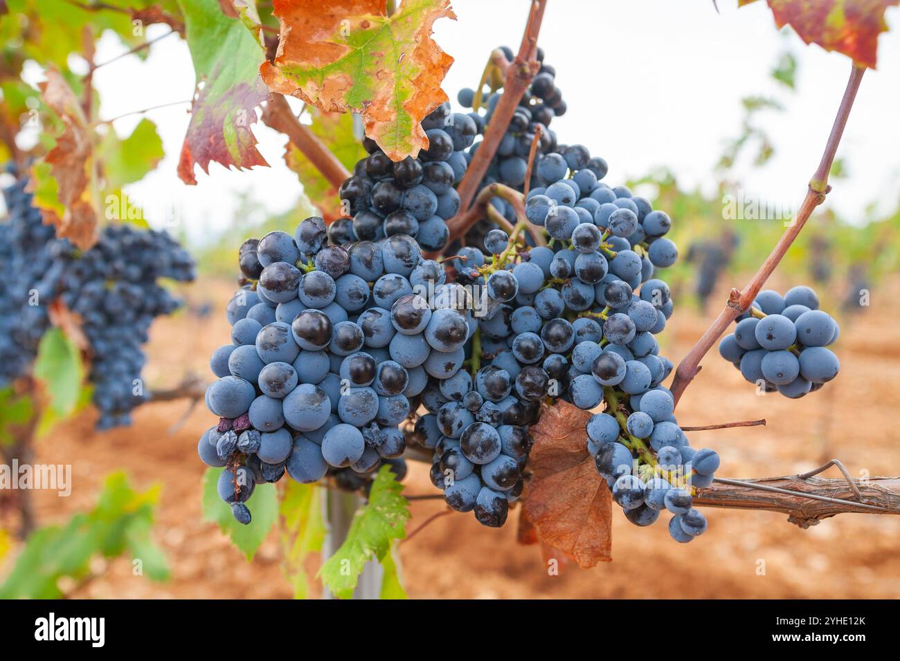 Braquet hi-res stock photography and images - Alamy