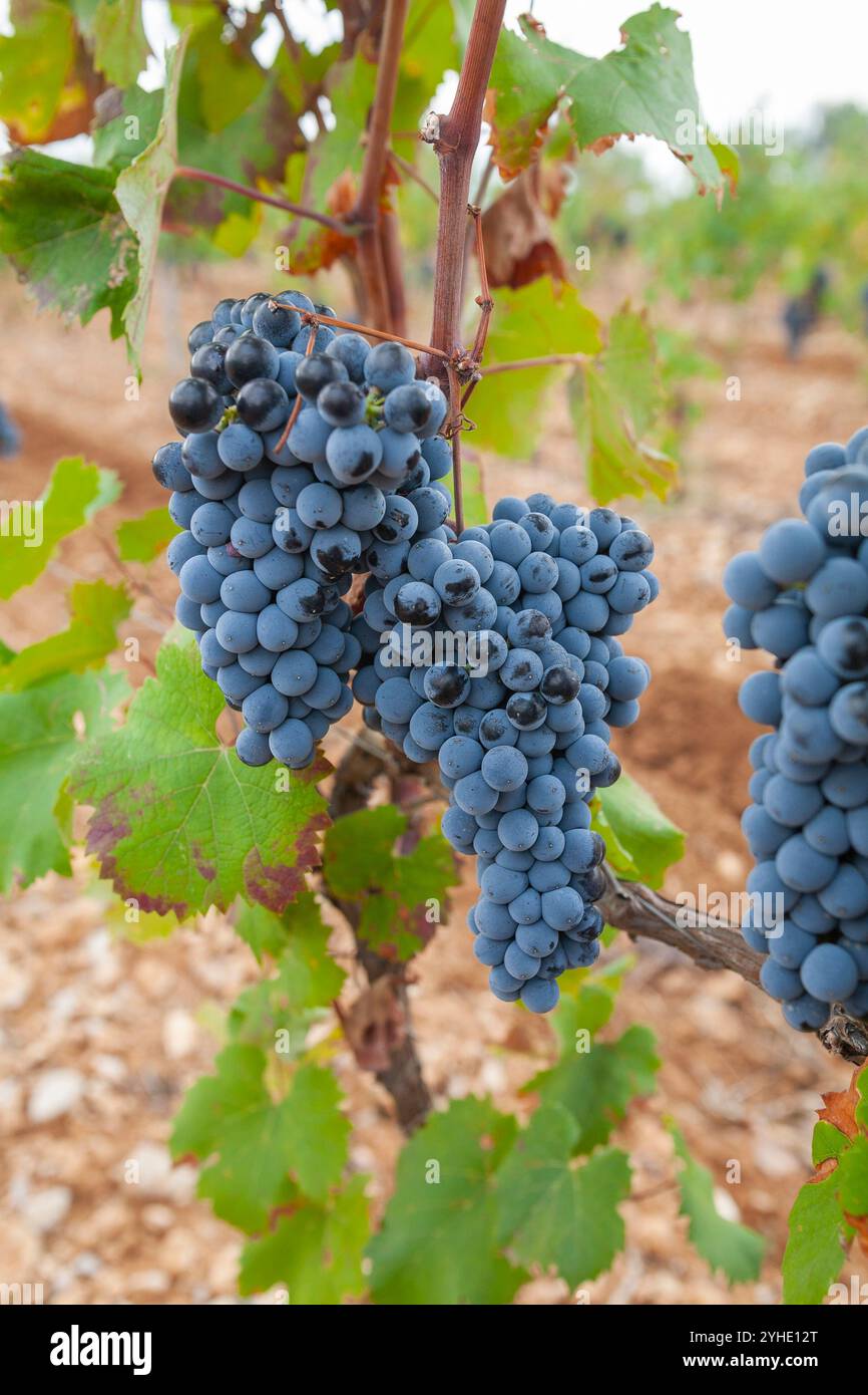 Braquet hi-res stock photography and images - Alamy