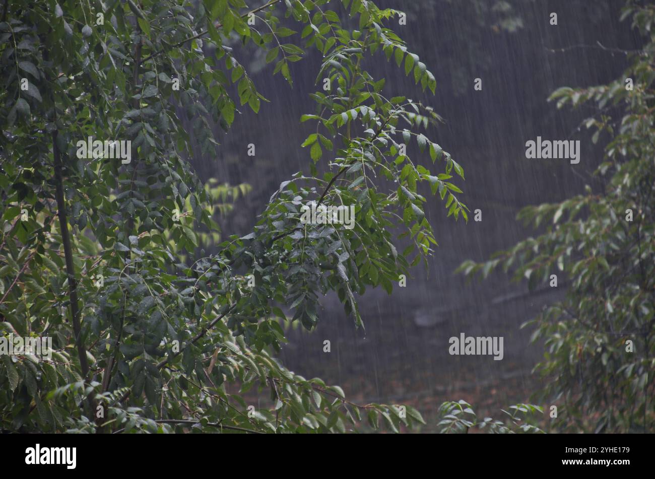 Natural background of heavy rain falling on crowns of green trees in the garden in summer, Sofia ...