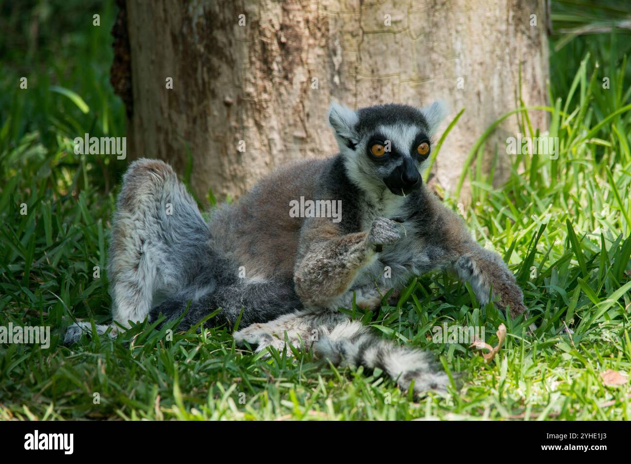 Ring tailed lemurs funny hi-res stock photography and images - Alamy
