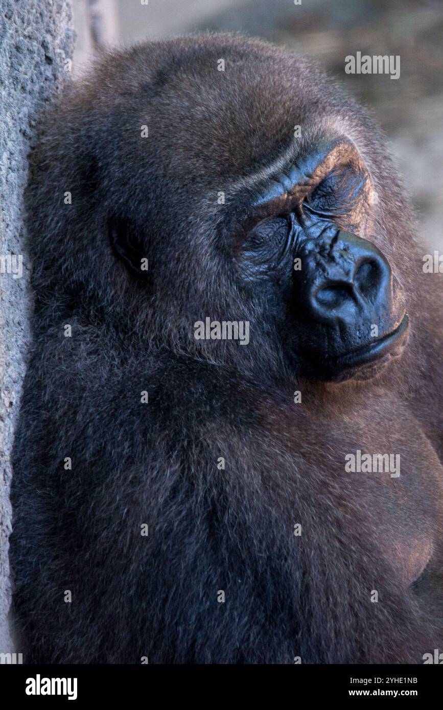 Adult female mountain gorilla gorilla hi-res stock photography and ...