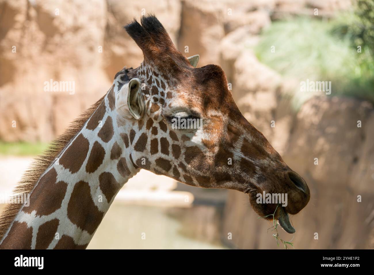 Animal mammal giraffe fauna hi-res stock photography and images - Alamy