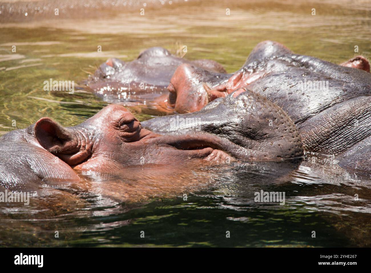 Aggressive common hippopotamus hippo hi-res stock photography and ...