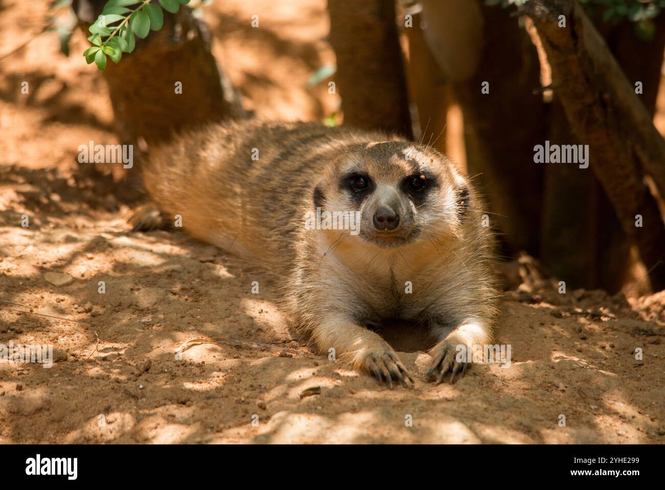 Fauna shade hi-res stock photography and images - Alamy