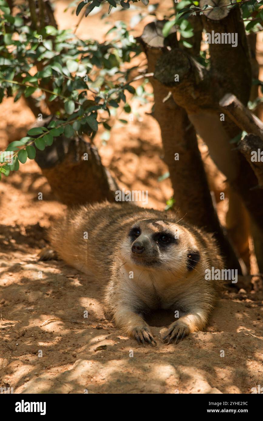 Fauna shade hi-res stock photography and images - Alamy