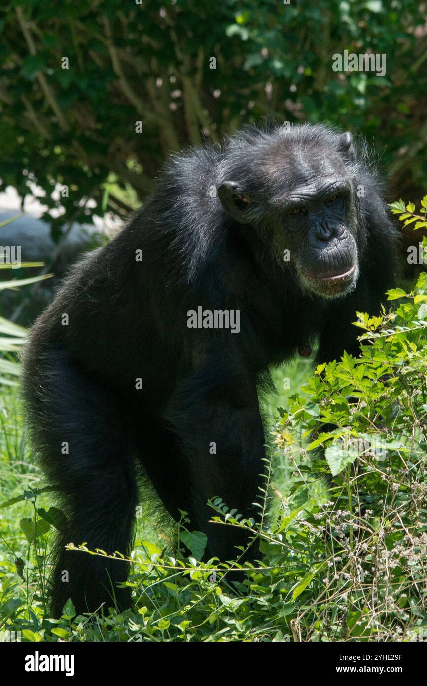 Chimpanzee face looking up hi-res stock photography and images - Alamy