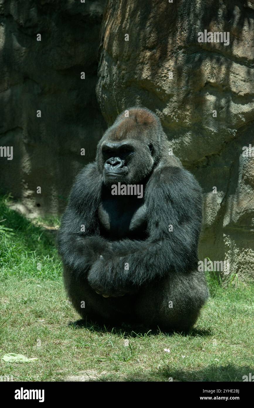 Zoo big silverback gorilla hi-res stock photography and images - Alamy