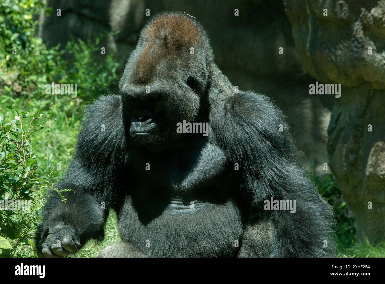 Closeup mountain gorilla silverback hi-res stock photography and images ...