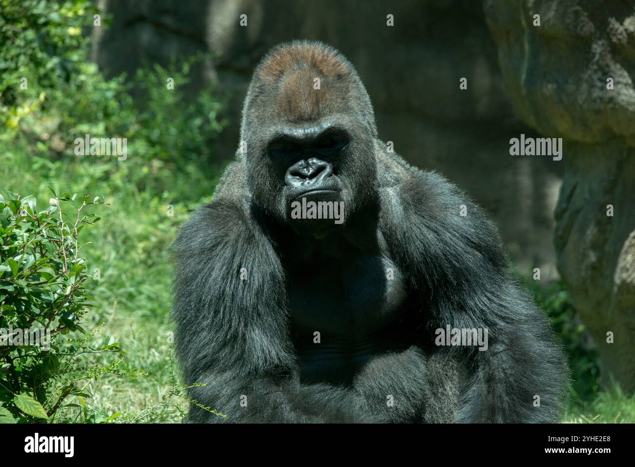 Captive gorilla in nature hi-res stock photography and images - Alamy