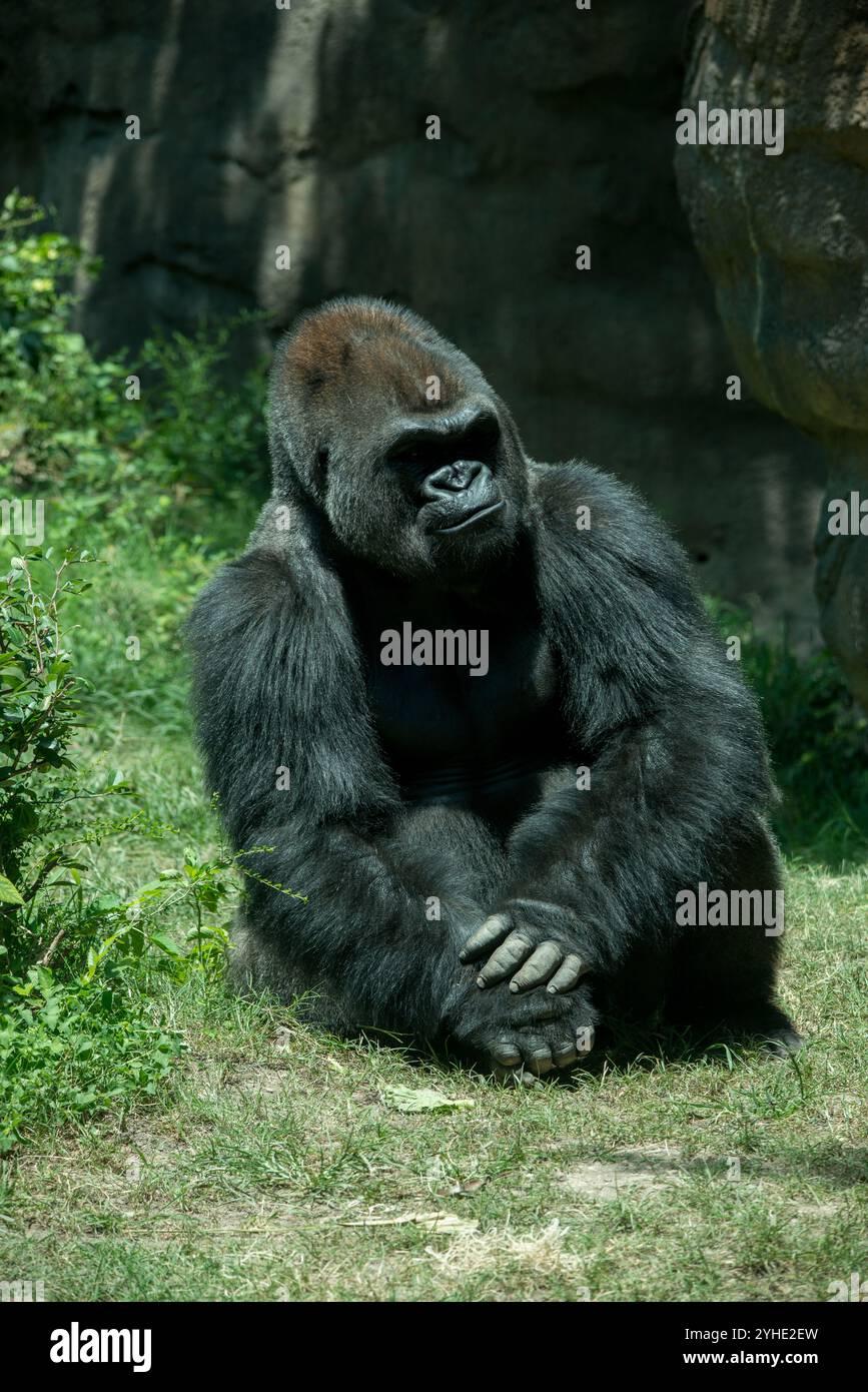 Zoo big silverback gorilla hi-res stock photography and images - Alamy