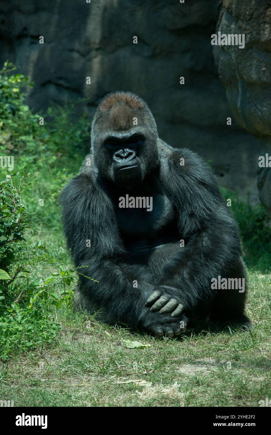 Captive gorilla in wild hi-res stock photography and images - Alamy