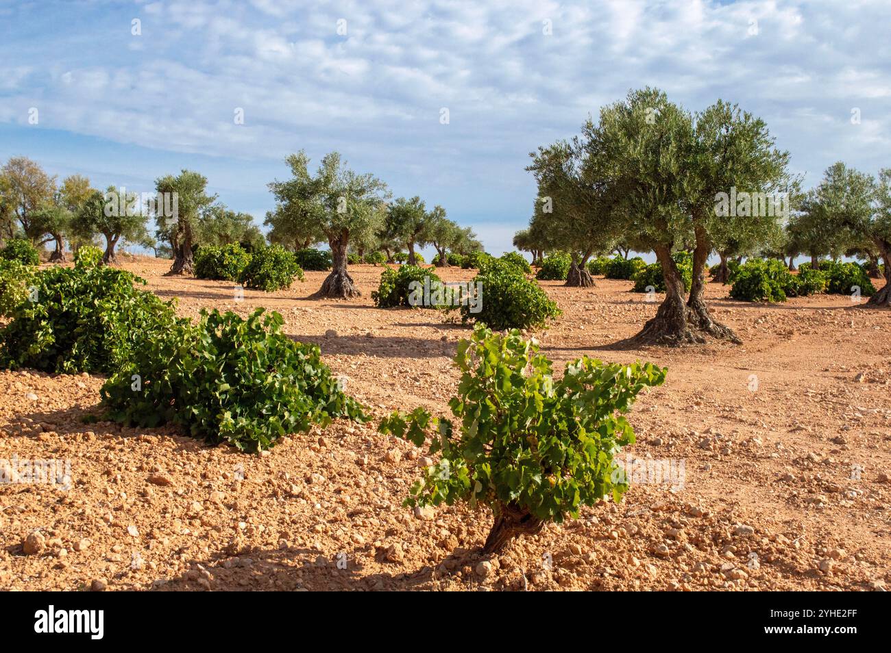 Spanish olive grove and vineyard. Mediterranean agriculture Stock Photo ...